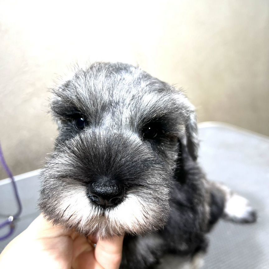 Щвергшнауцер перец с солью