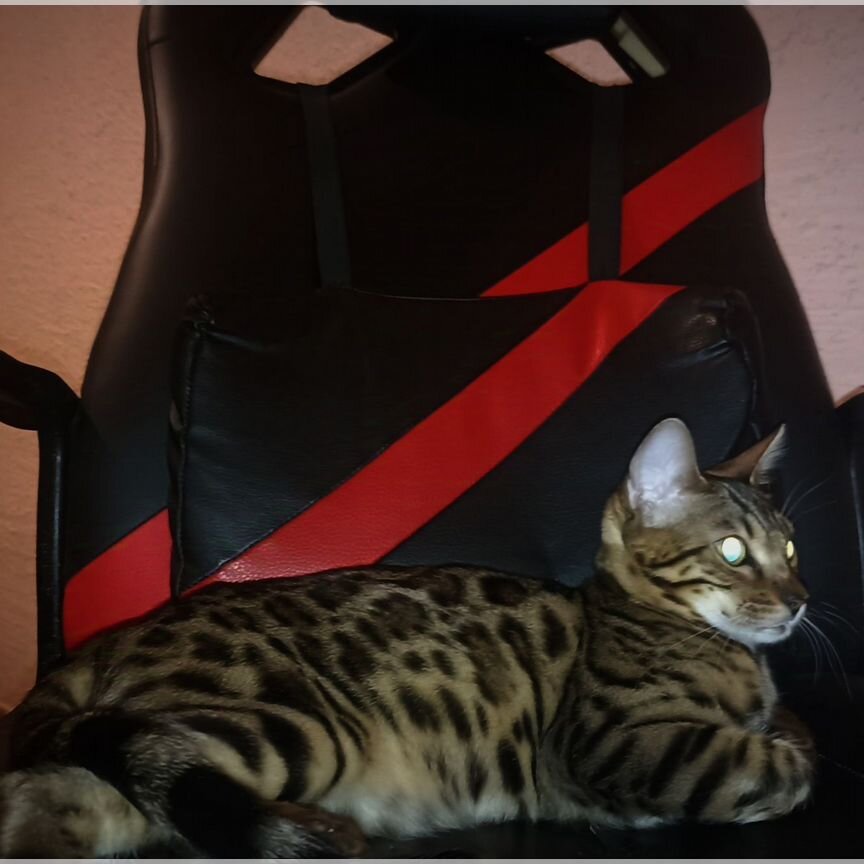 Бенгальская кошка, взрослая