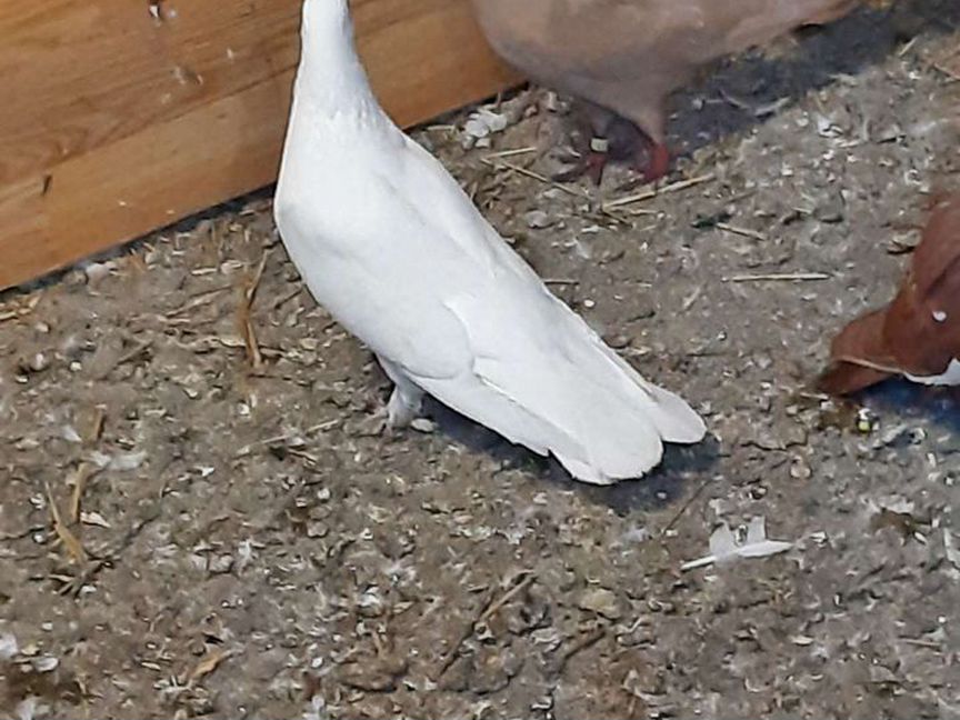 Бакинские бойные голубь