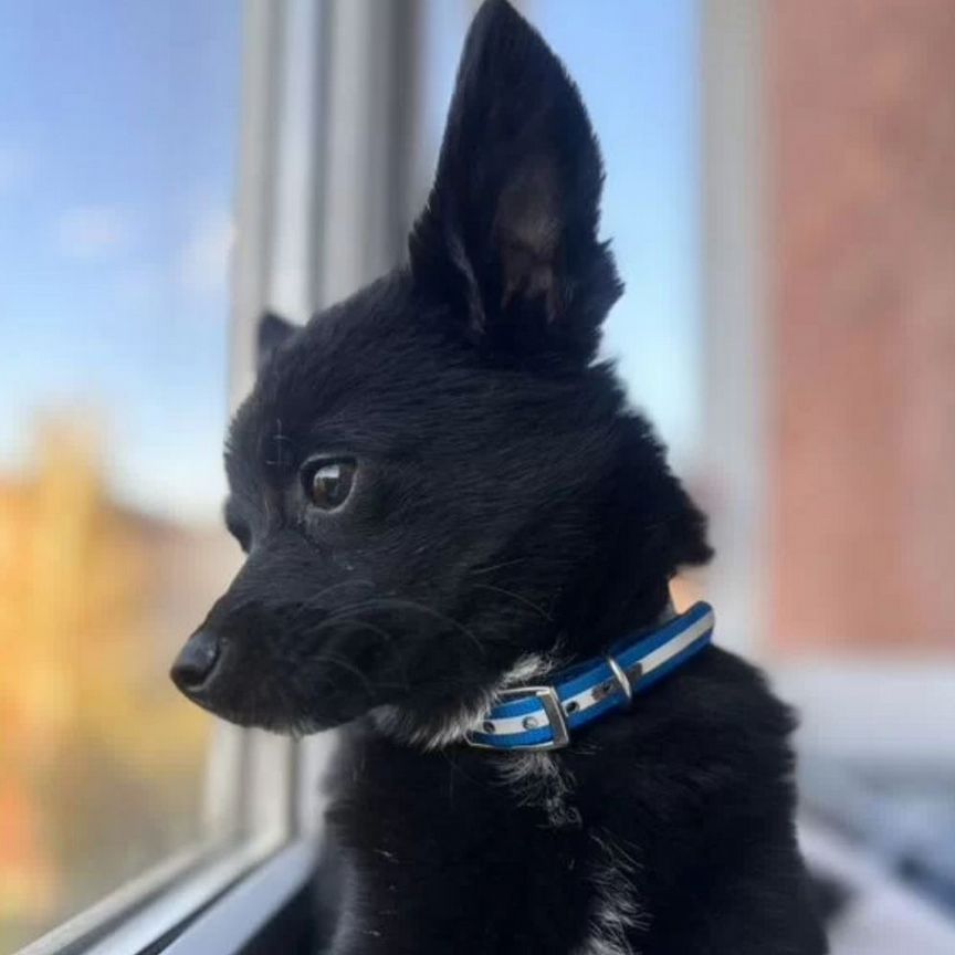 Взрослый пёс в добрые руки