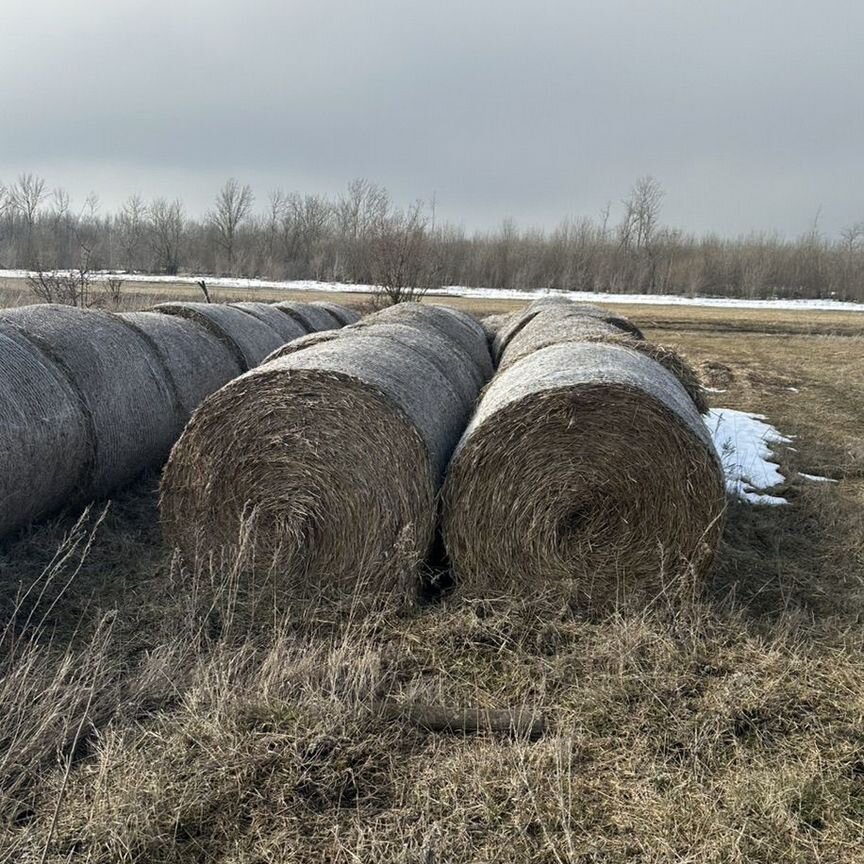 Солома пшеничная