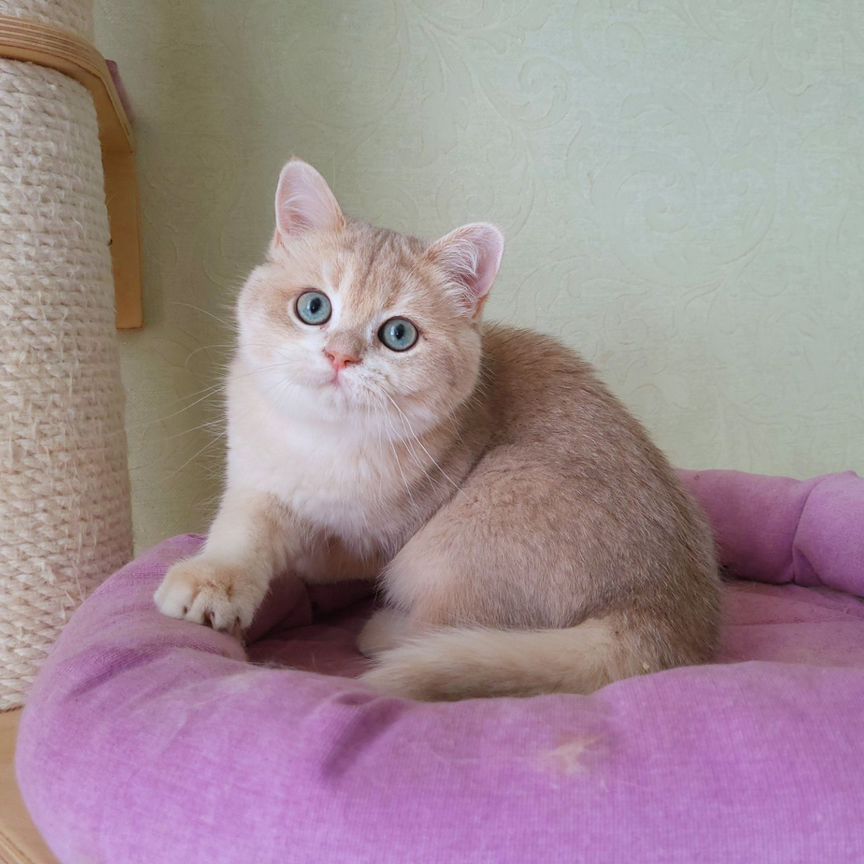 Эксклюзивный котик с голубыми глазами