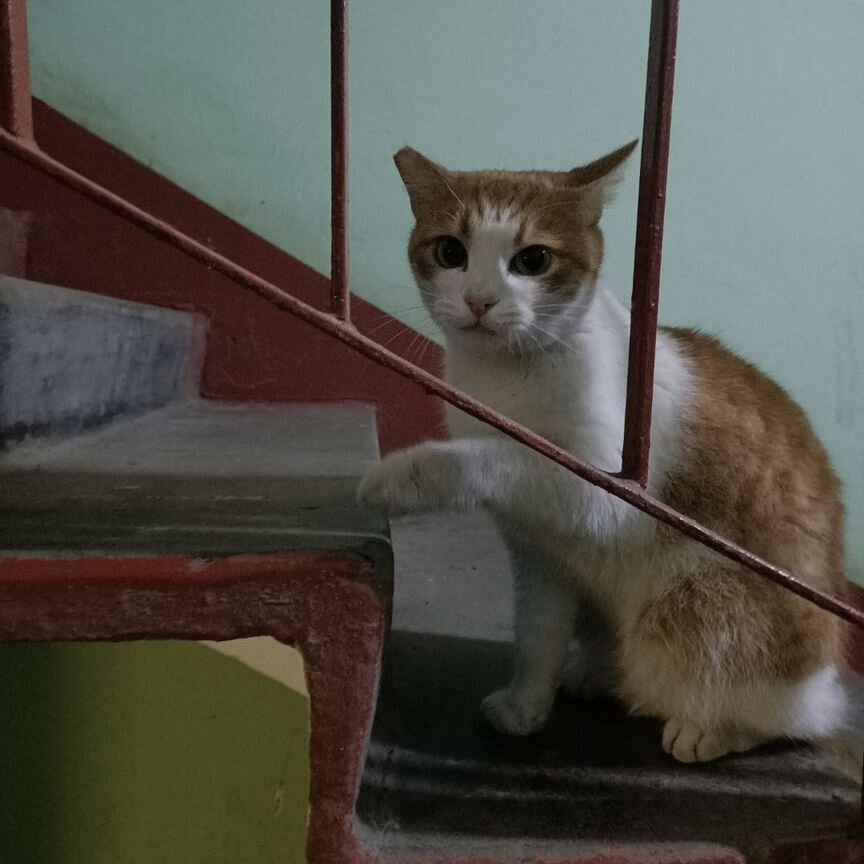 Кошка ищет дом
