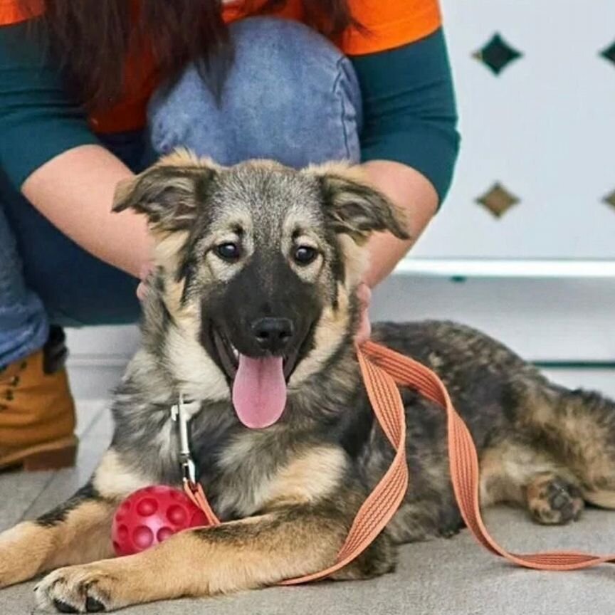 Собака в добрые руки