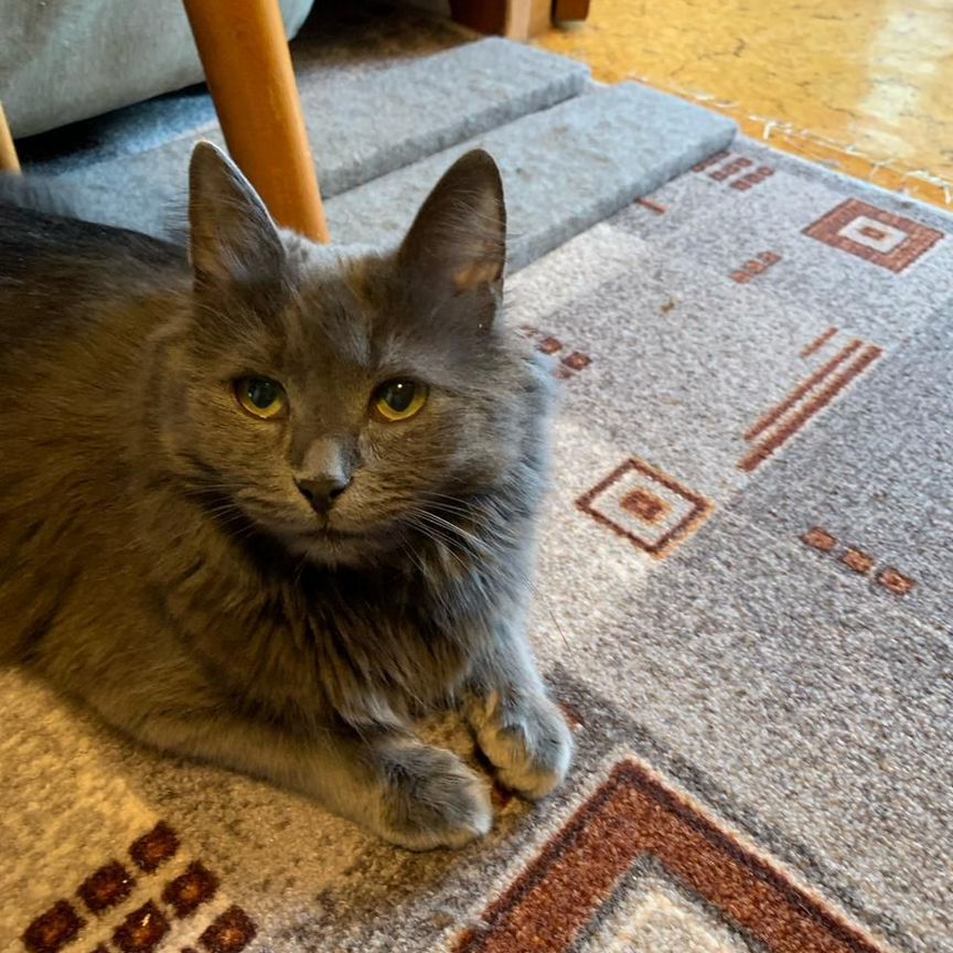 Кошка нибелунг ласковая в дар