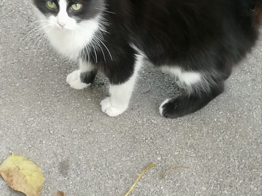 Котята бесплатно