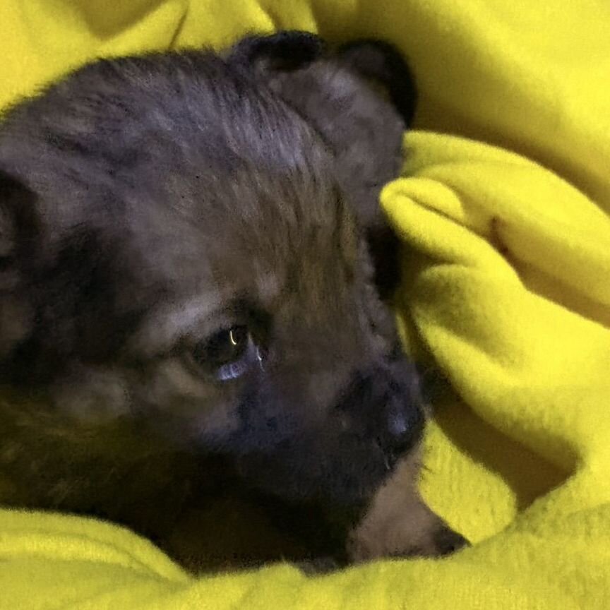 Щенок от частного владельца