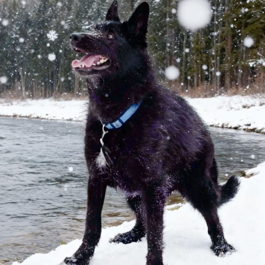 Взрослая собака в добрые руки