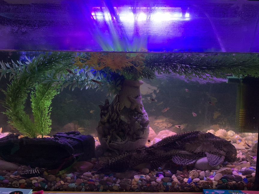 Аквариум вместе с содержимым