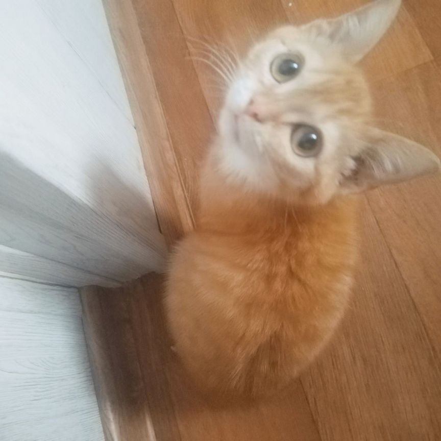 Отдам котят с крыши
