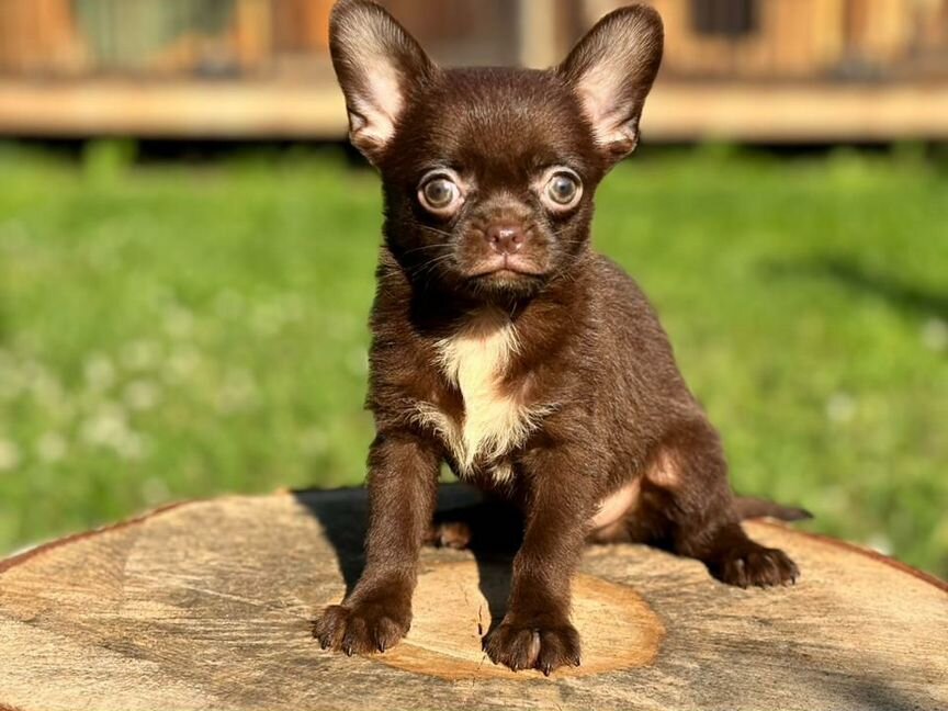 Шоколадное чудо Чихуахуа