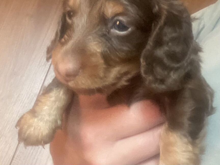 Такса длинношерстная миниатюра