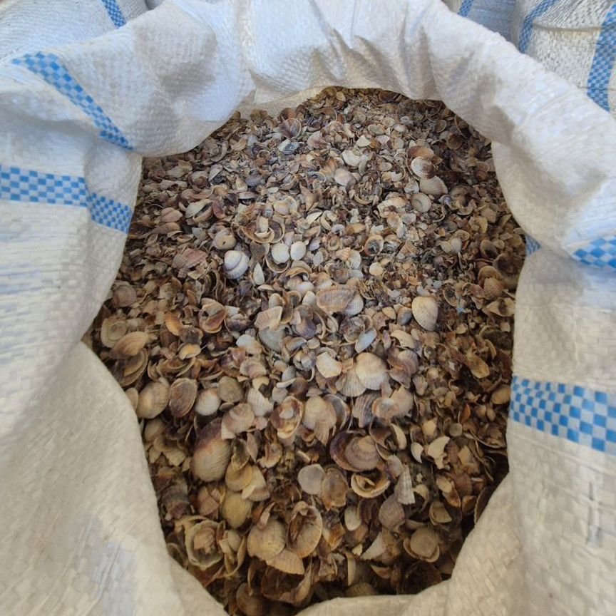 Ракушка морская кормовая