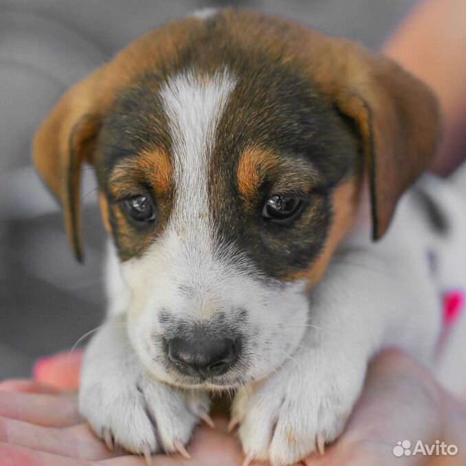 Милейшие щенули в поиске добрых ручек