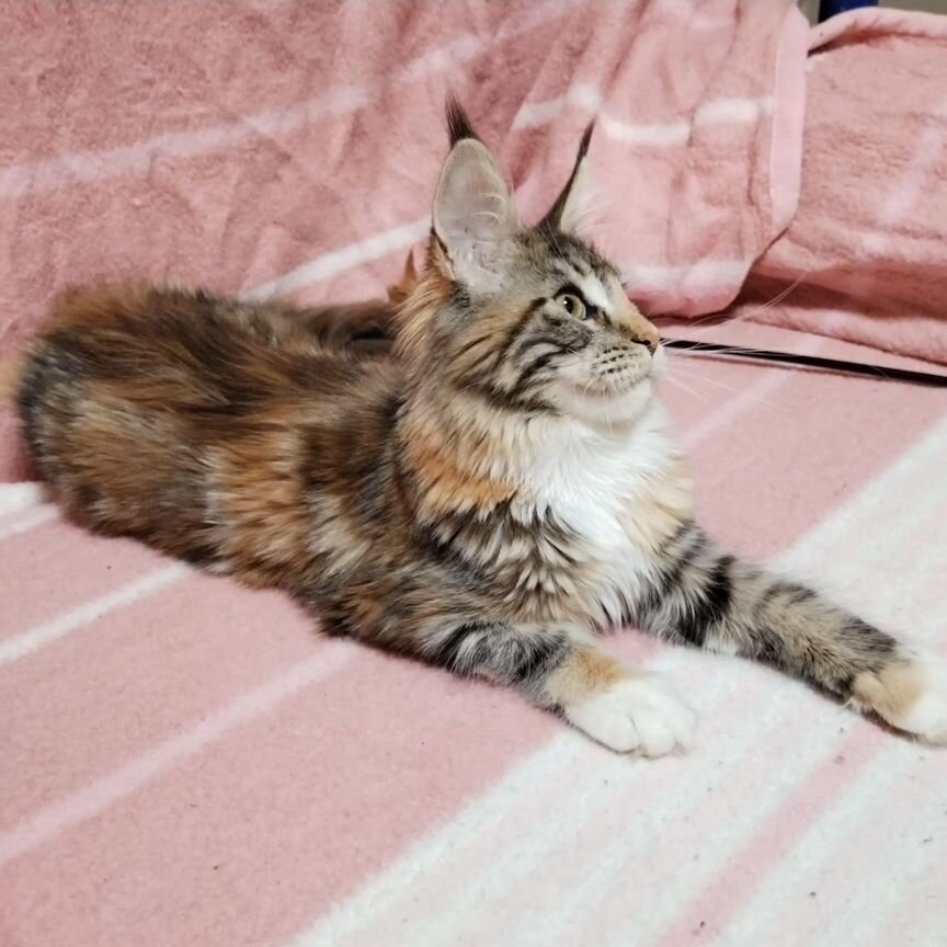 Котята мейн-кун, чистоковные, полидакты, от клуба