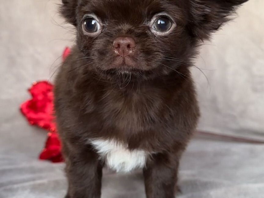 Чихуахуа Кокетка