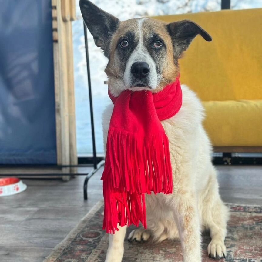 Собака Уолли ищет хозяина. Отдадим в хорошие руки