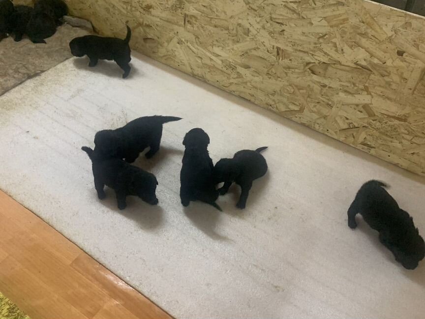 Лабродорики