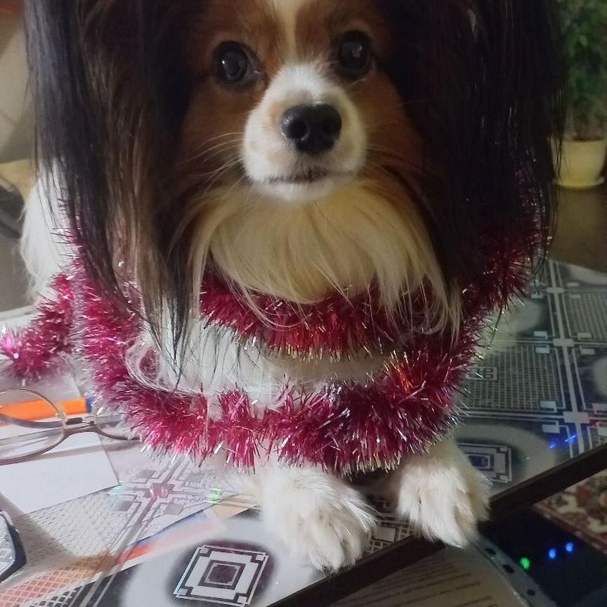 Вязка папийон