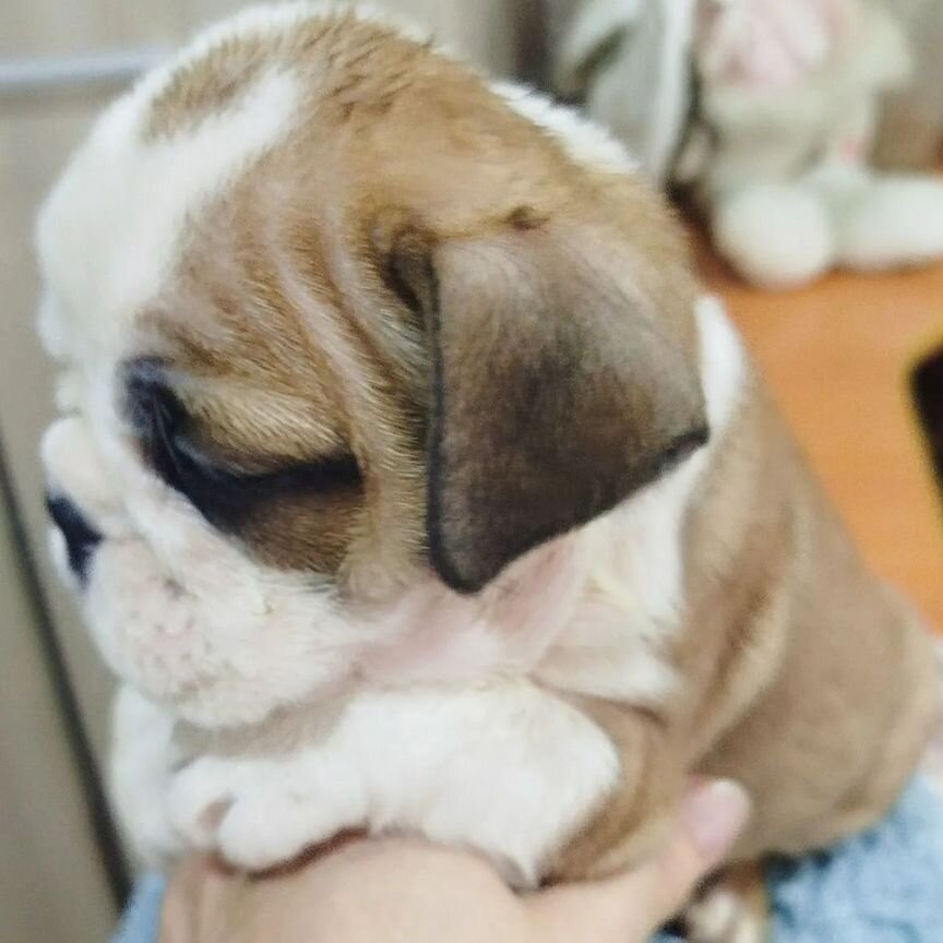 Английский бульдог, щенок