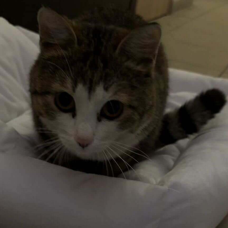 Взрослый кот в добрые руки