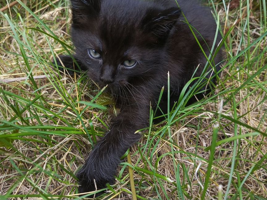 Котята чёрный мальчик и пятнистая девочка