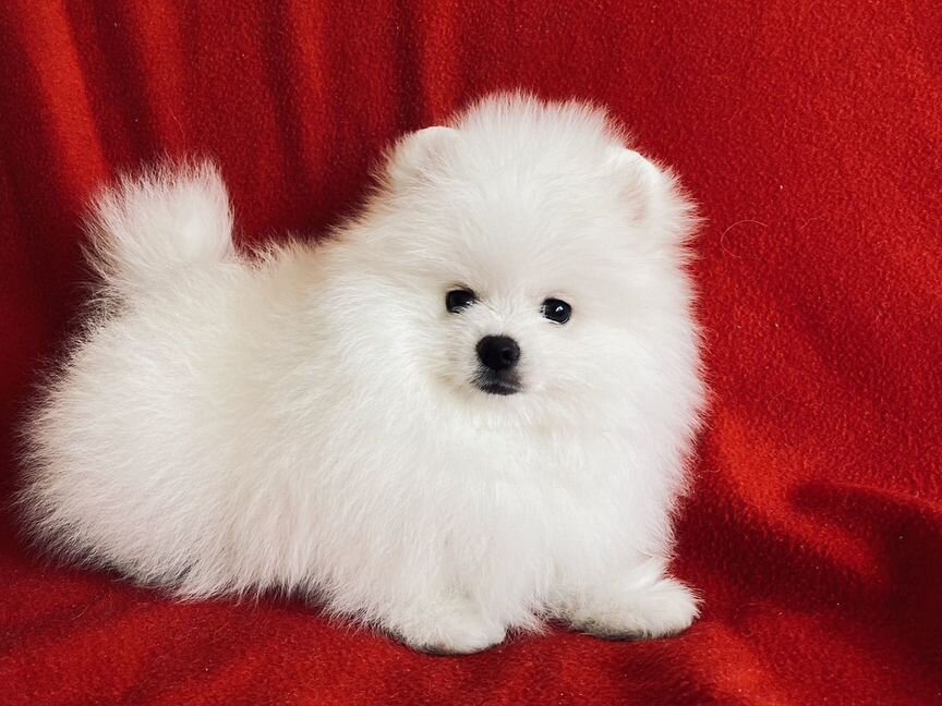 Шпиц белый мишка