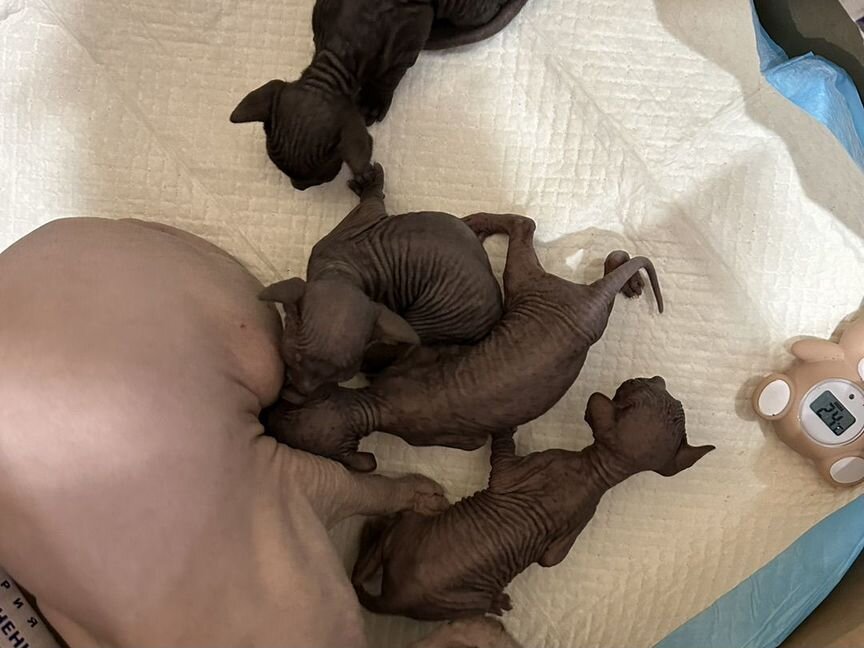 Котята сфинкса донского