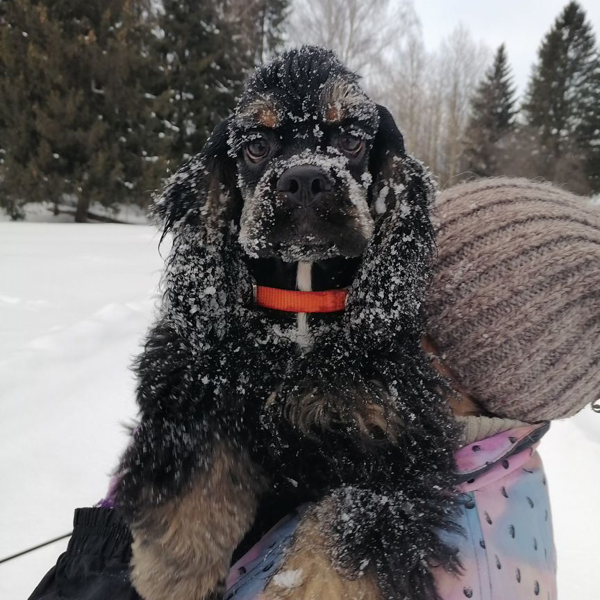 Щенок ам кокера