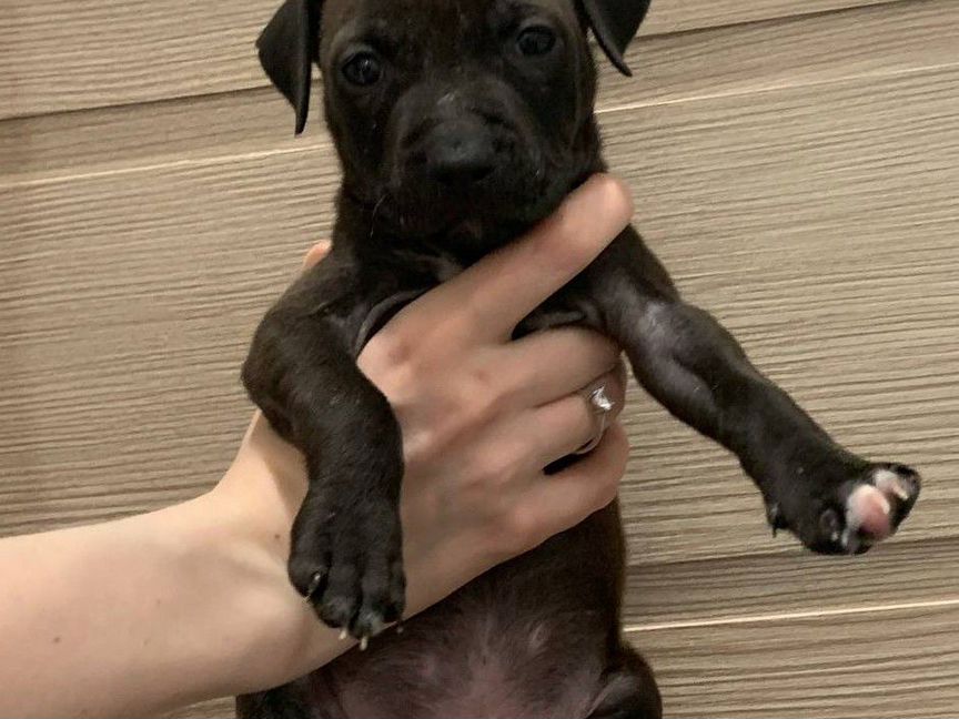 Американский питбультерьер