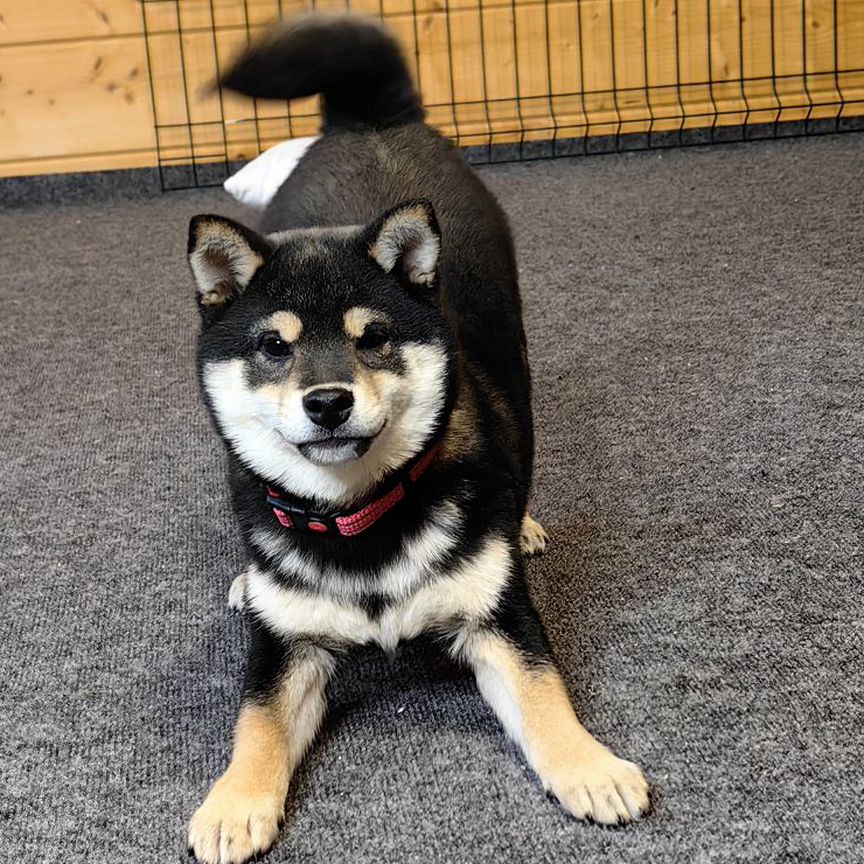 Сиба-ину, щенок