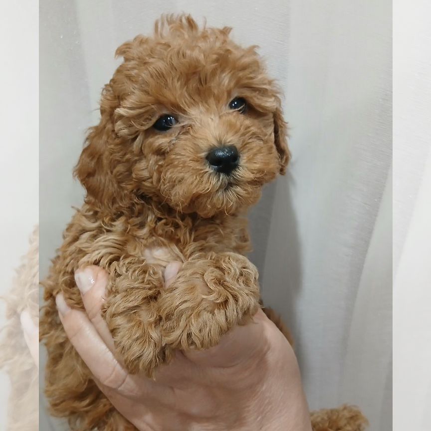 Пудель, щенок