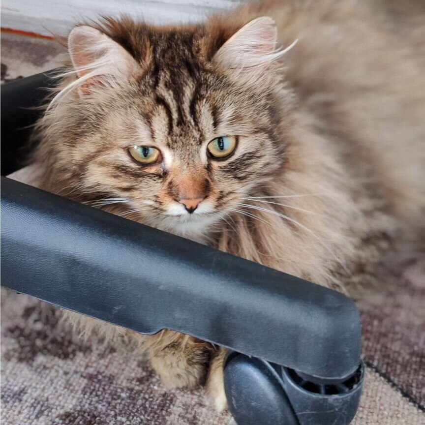 Кошечка подросток, стерилизована