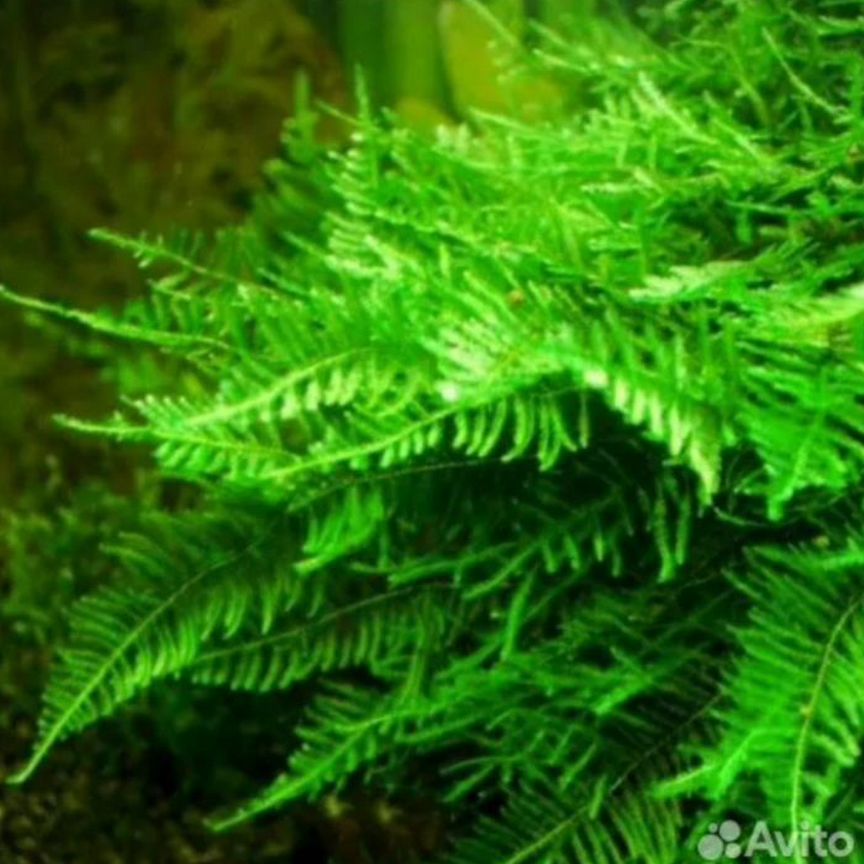 Мох рождественский аквариумный