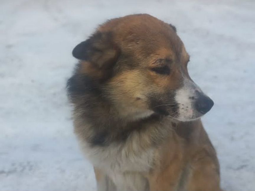 Щенок кобель бесплатно