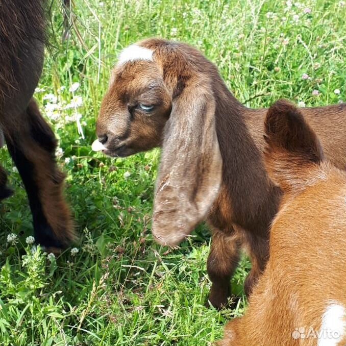 Козлята Шами