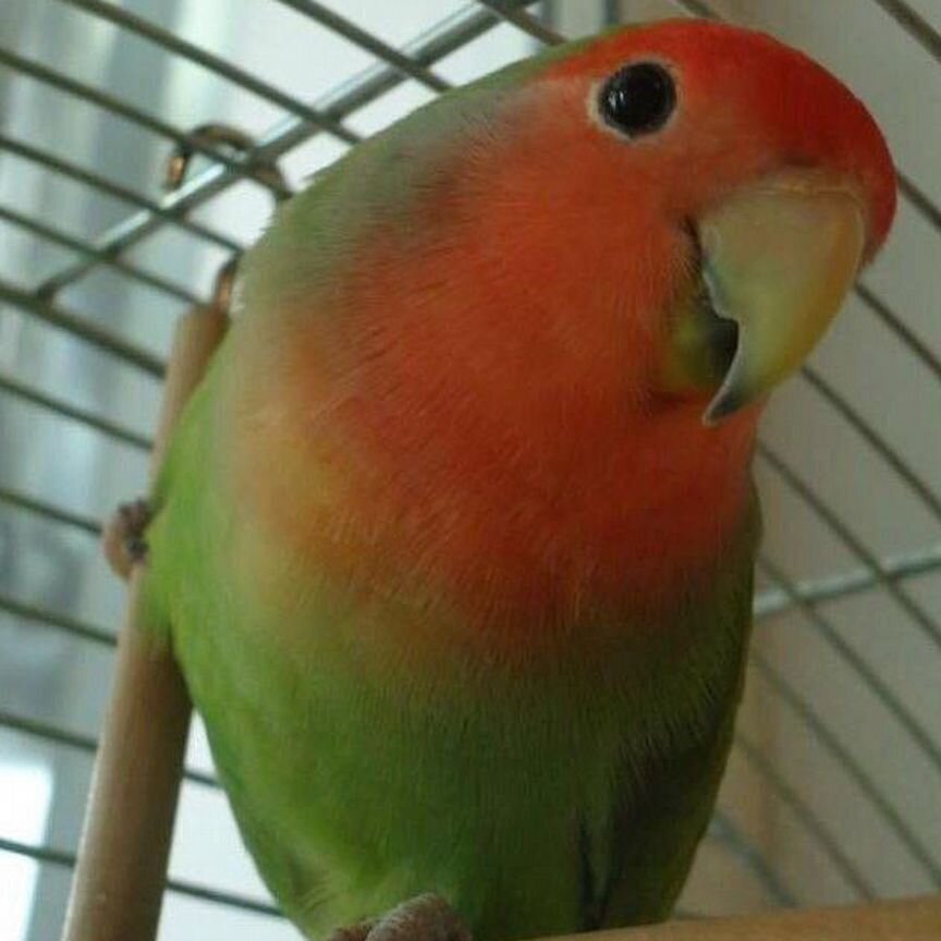 Попугай неразлучник мальчик