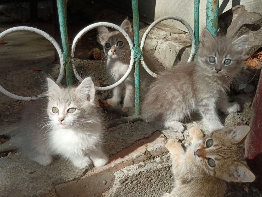 Котята в добрые руки