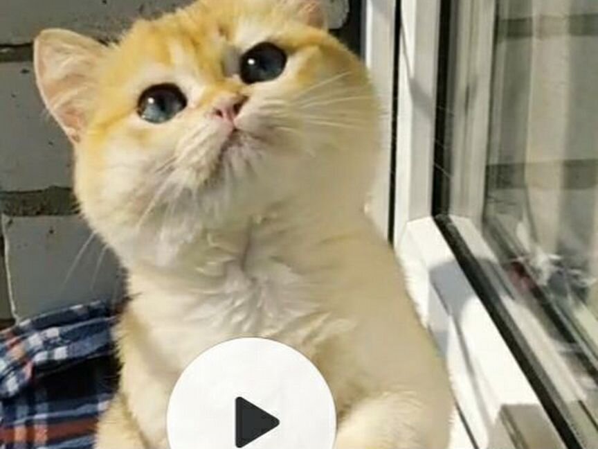 Золотой эксклюзивчик малыш с родословной