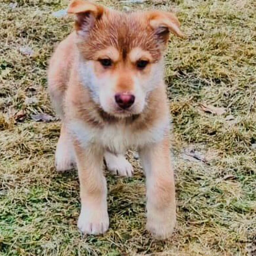 Метис хаски