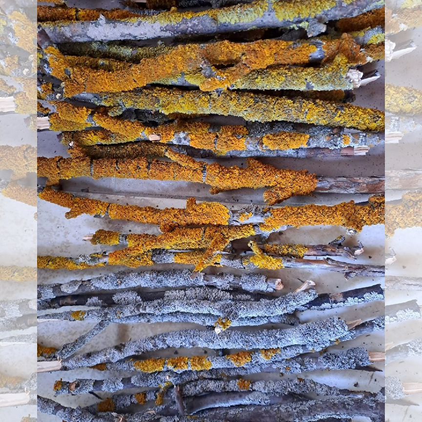 Коробка с лишайником