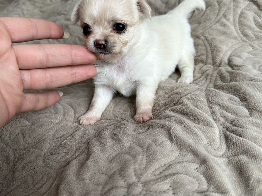 Супер мини девочка чихуахуа