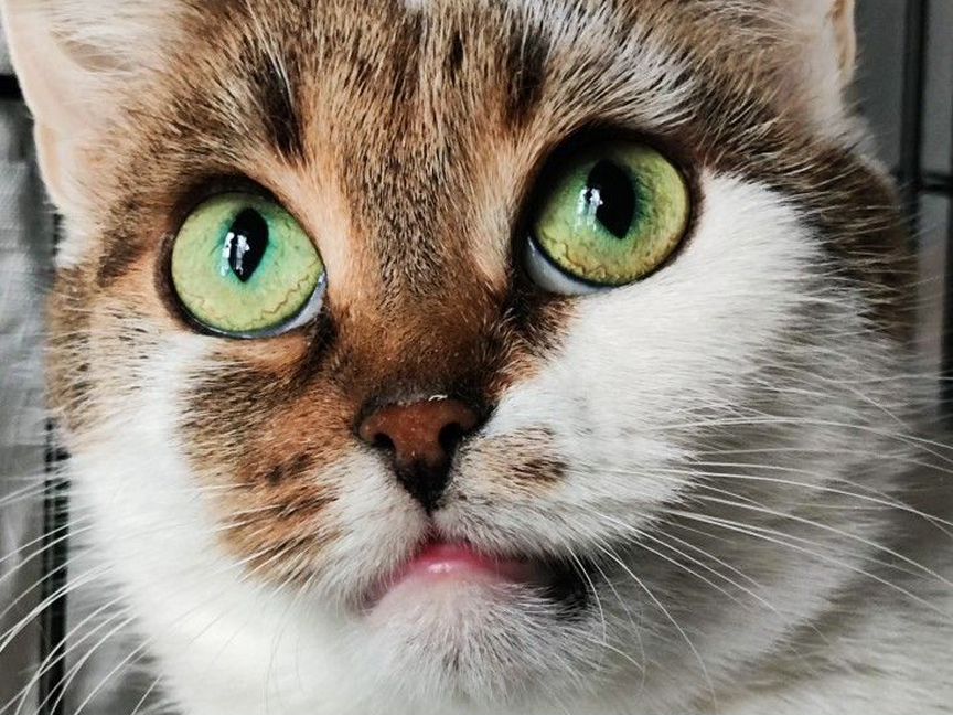 Кошка которую нужно приручить
