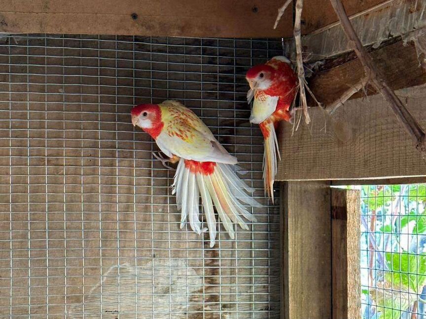 Попугай розелла