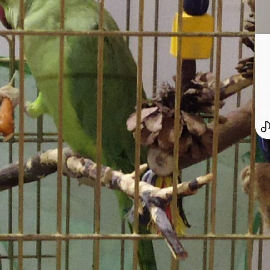 Ожереловый попугай самка