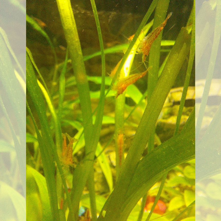 Аквариумные креветки