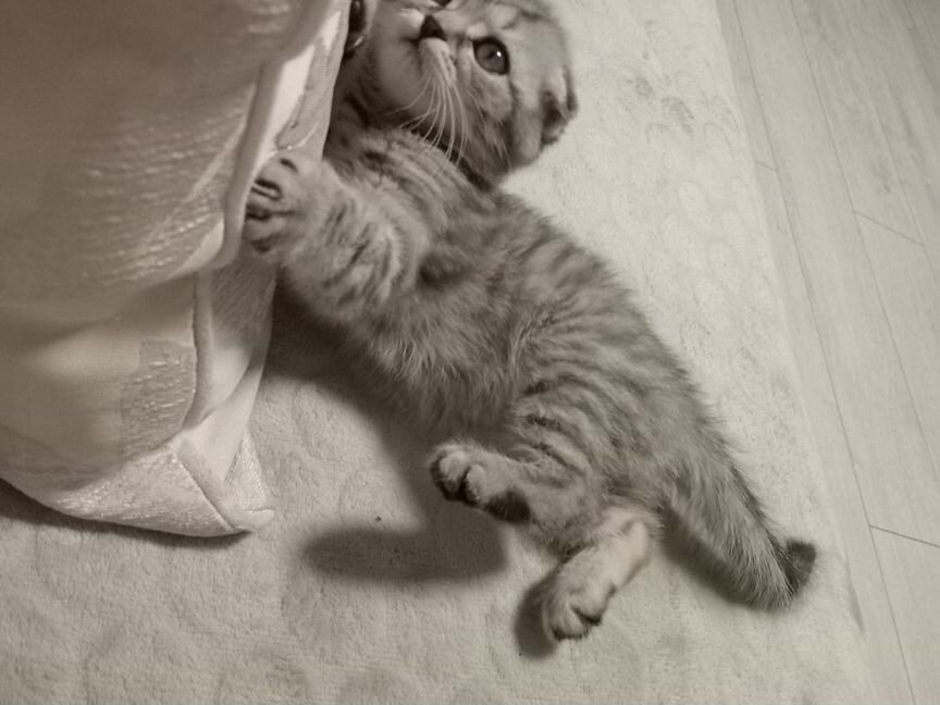 Шотландская вислоухая кошка