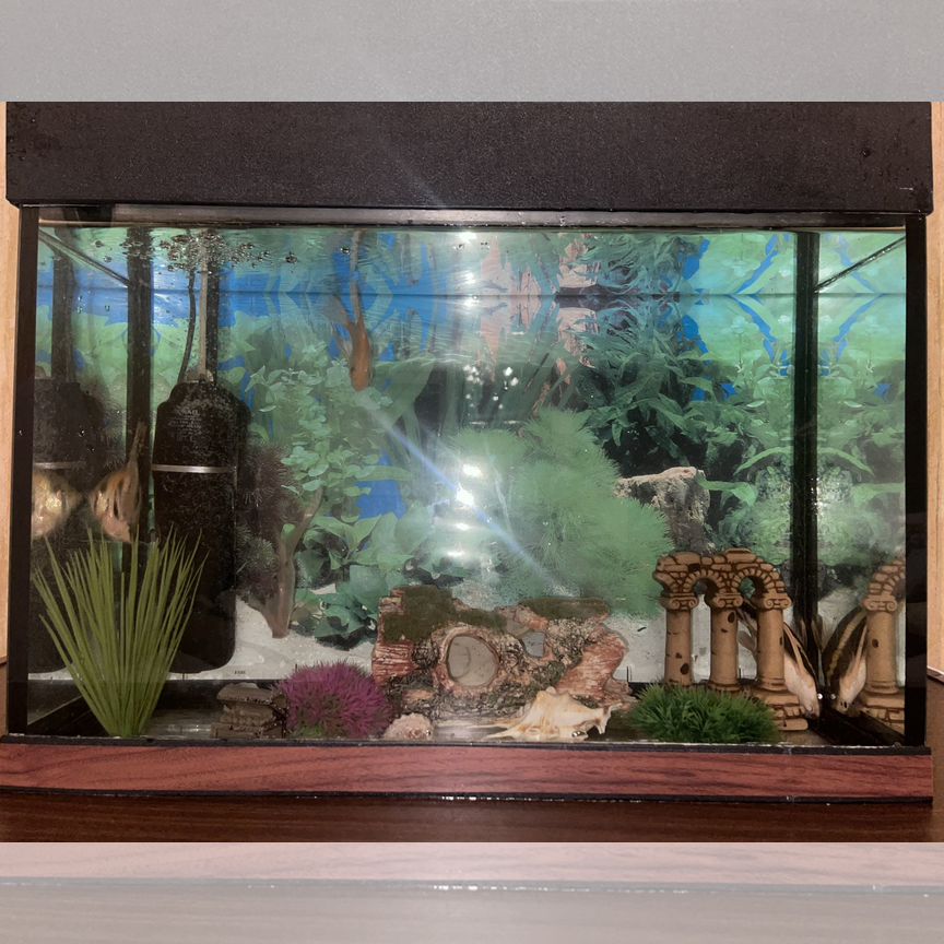 Аквариум с рыбками с рыбками