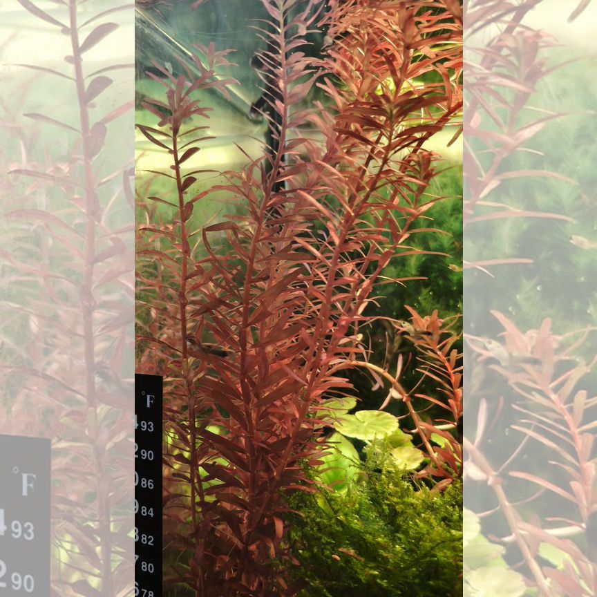 Ротала красная