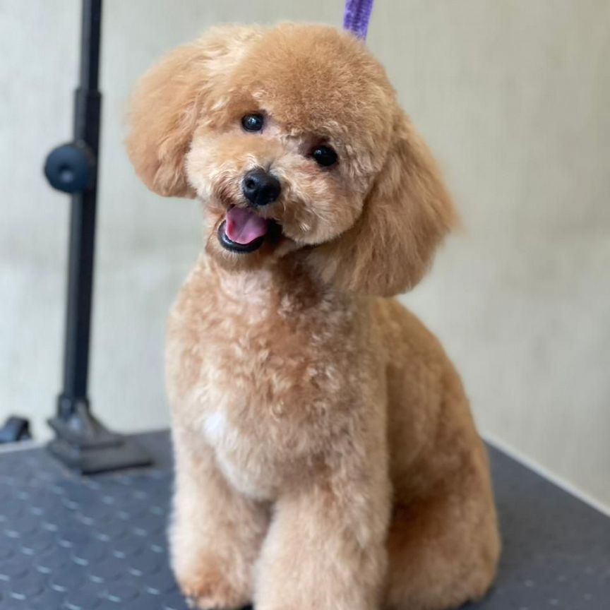 Щенки Мальтипу Бишоны